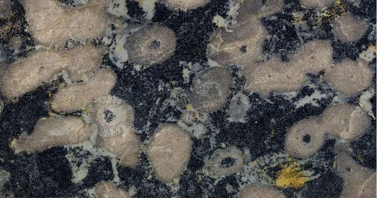 Sponge growth forms in an early Cambrian Reef - Informatics Institute ...