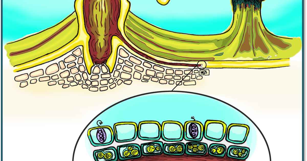 Modelling calcification physiology in corals and impact of ocean ...